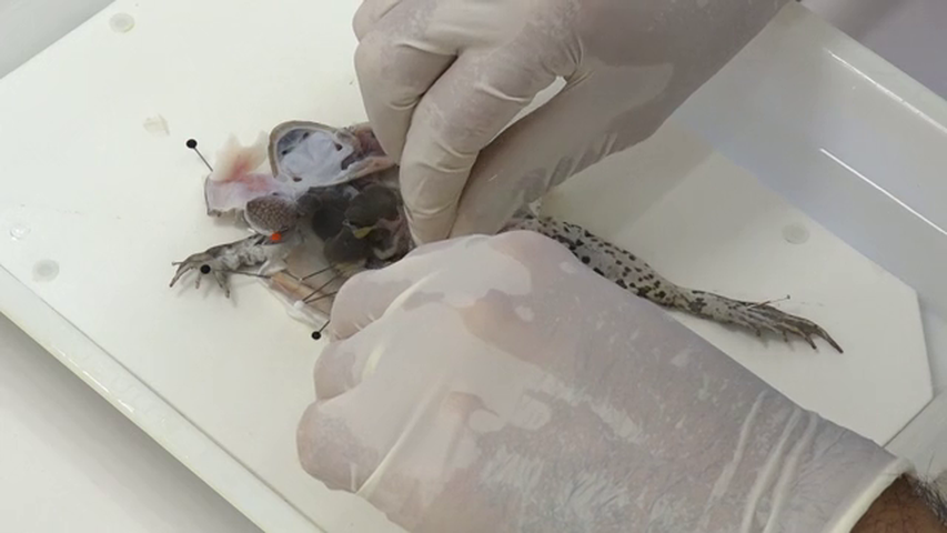 Mediakiosque - Dissection-Grenouille